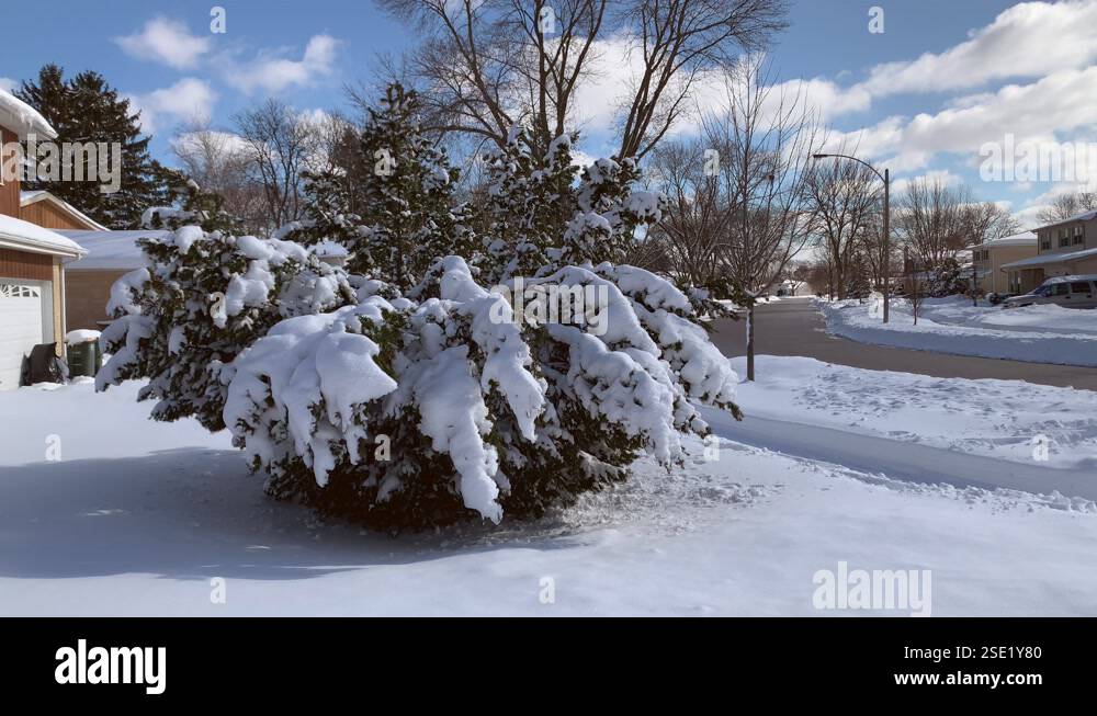Large bush overtaken heavy snow Stock Videos & Footage - HD and 4K ...