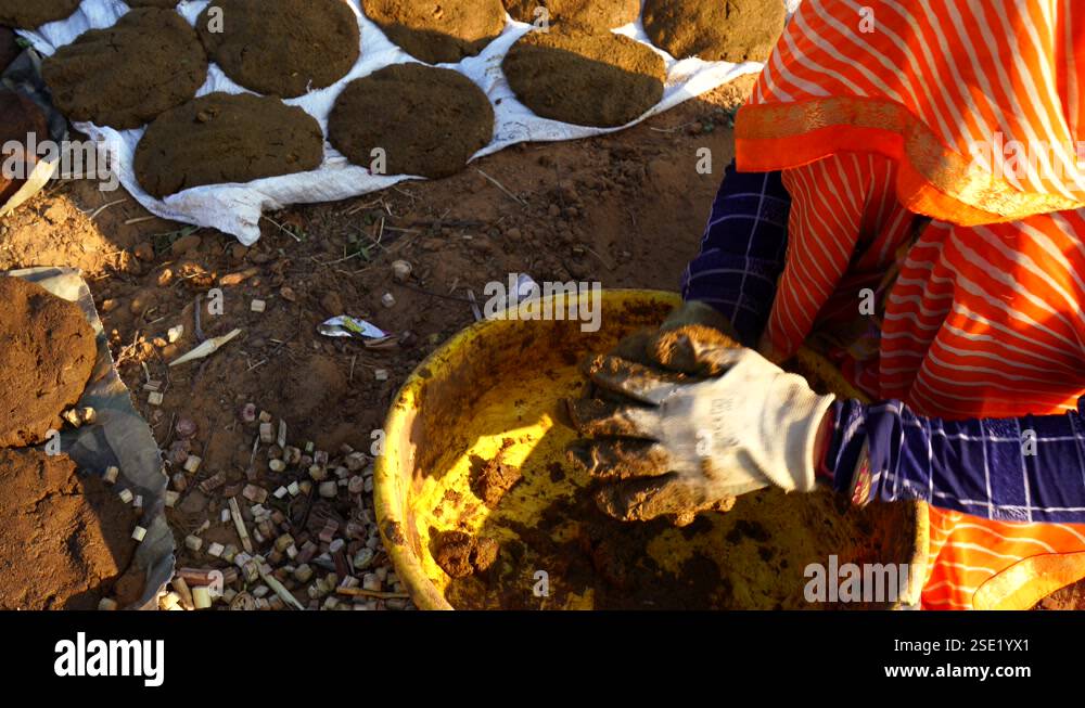 Traditional Indian woman making the cow dung cakes. Organic handicraft ...