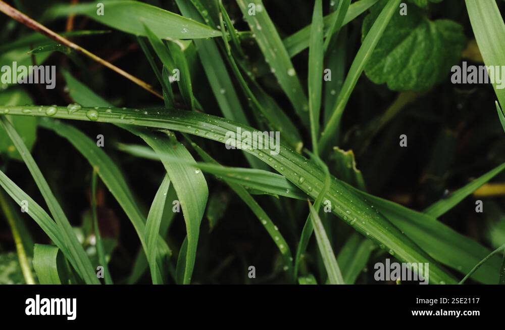 Pan left camera movement shows macro perspective of the high grasses in ...