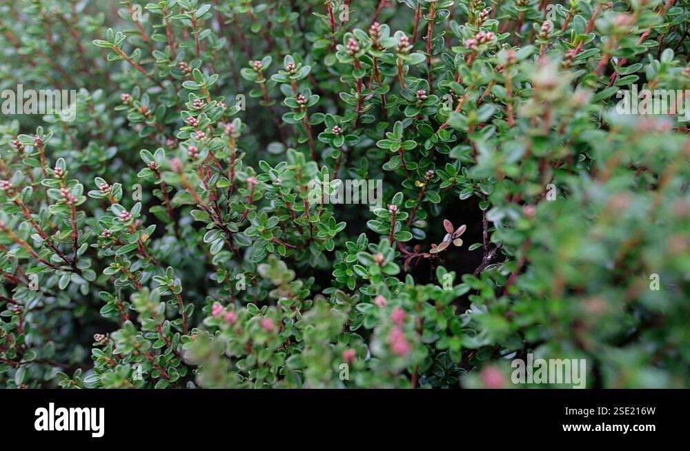 Ecosystem species Stock Videos & Footage - HD and 4K Video Clips - Alamy