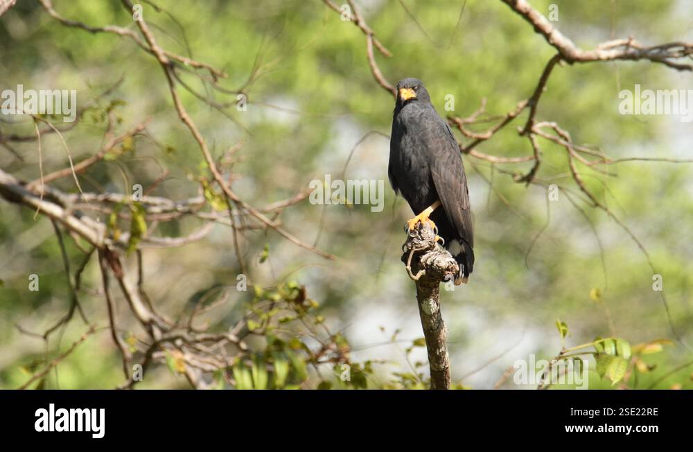 Common Black Hawk - Buteogallus anthracinus big dark bird of prey in ...