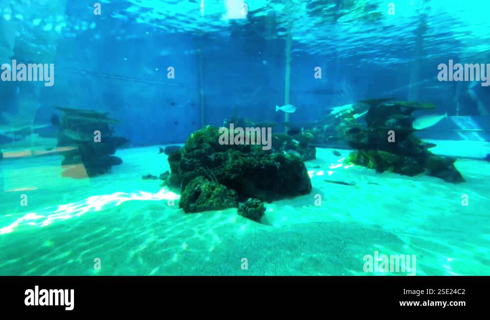 Sharks swimming in a large tank at the Aquarium of the Pacific in Long ...
