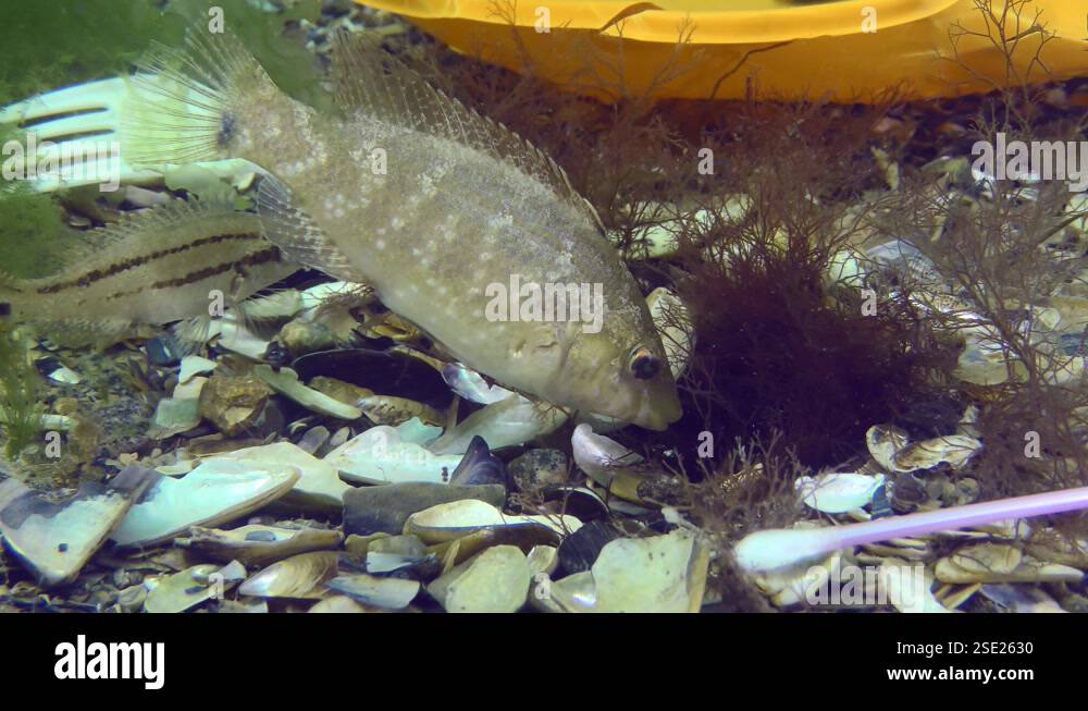 Plastic pollution of the sea: wrasse fish among plastic trash on the ...