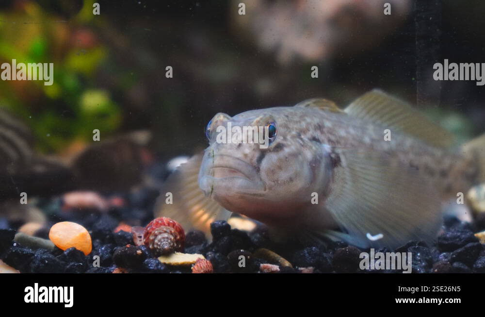 Wild fish goby in the aquarium. Cottus gobio Stock Video Footage - Alamy