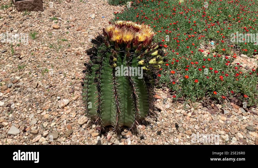 Summer day video of cactus blooming in Namibia Stock Video Footage - Alamy
