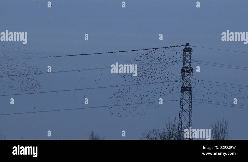 Power supply pylon and birds flying in large flock on migration evening ...