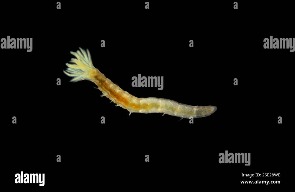 Worm Manayunkia baicalensis under a microscope, of the family ...