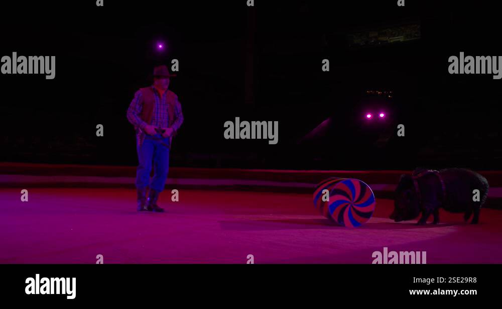 Animal performance on stage of the circus, pig is pushing a cylinder ...