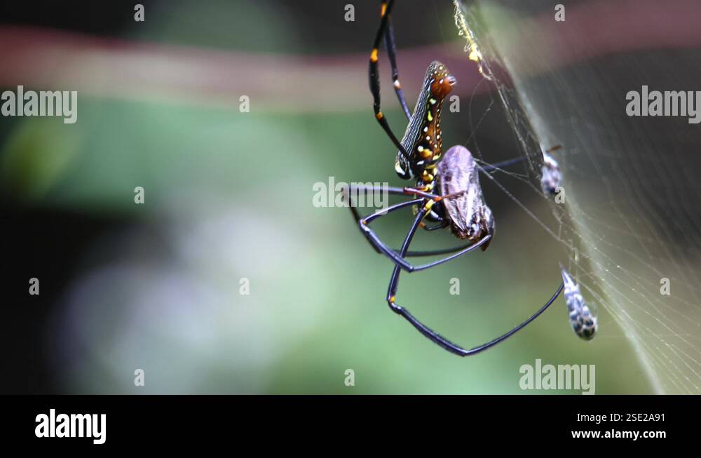 4K nature wildlife footage of spider wrapping an insect that has just ...