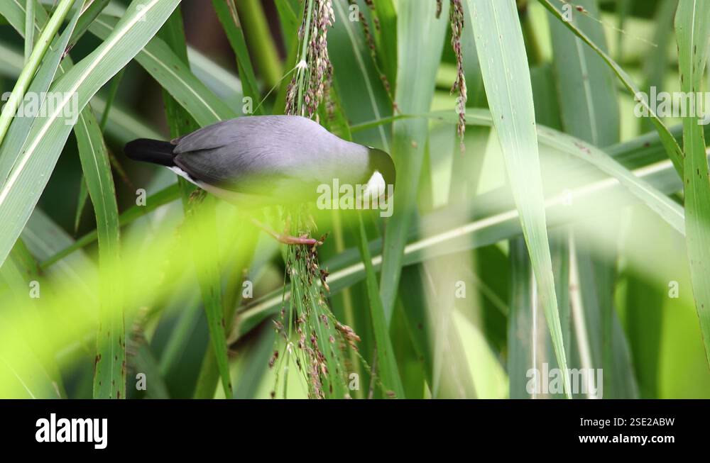 4K nature Wildlife footage of beautiful bird Java sparrow (Lonchura ...