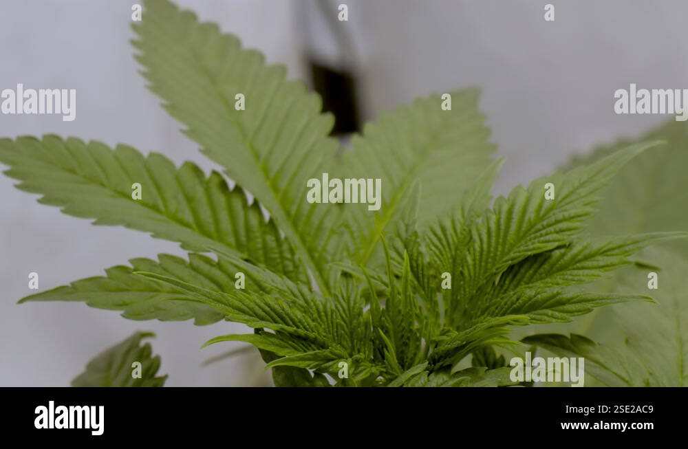 marijuana cannabis weed plants indoor 4k Stock Video Footage - Alamy
