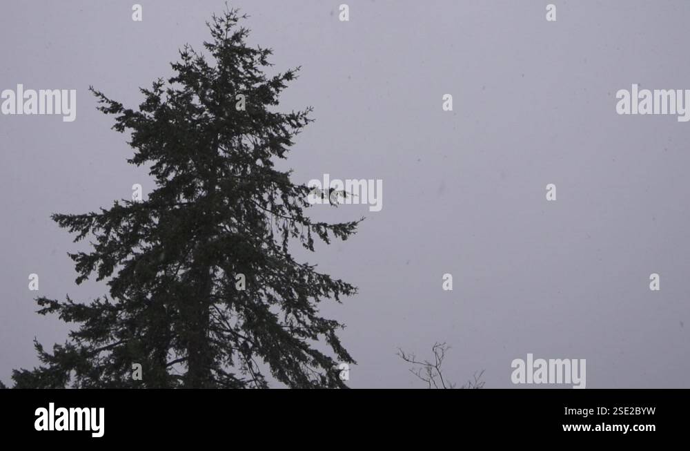 Low angle footage of an evergreen during a light snowfall in Canada ...