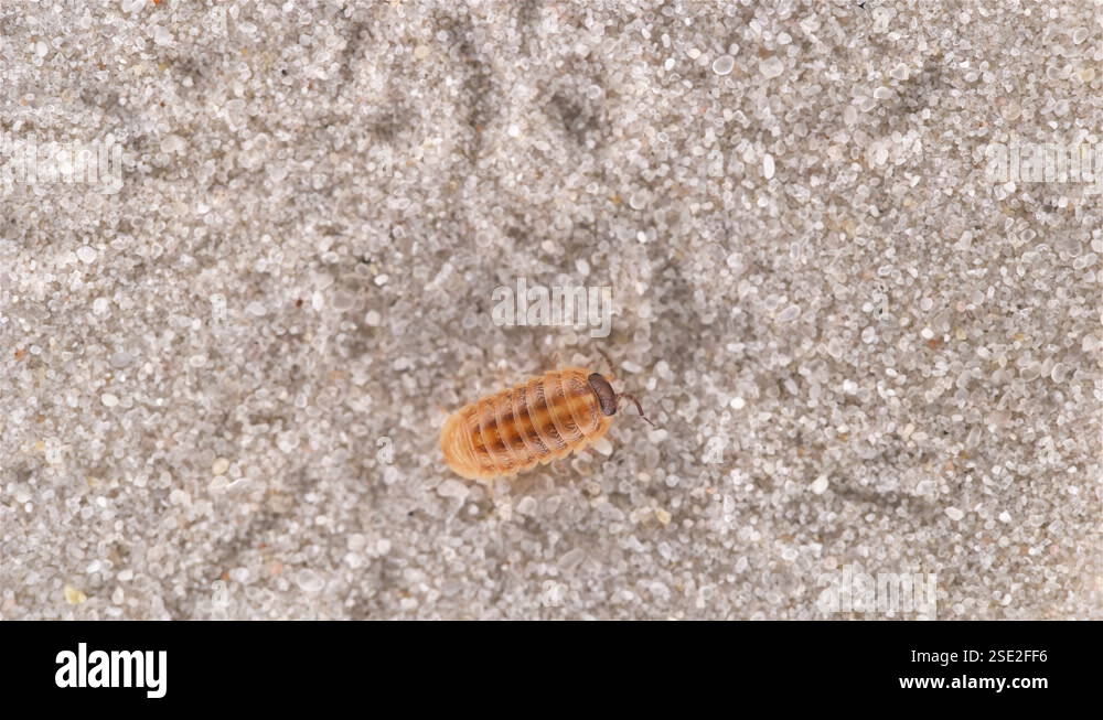 Isopoda Porcellio Laevis, family Porcellionidae, is a cosmopolitan ...
