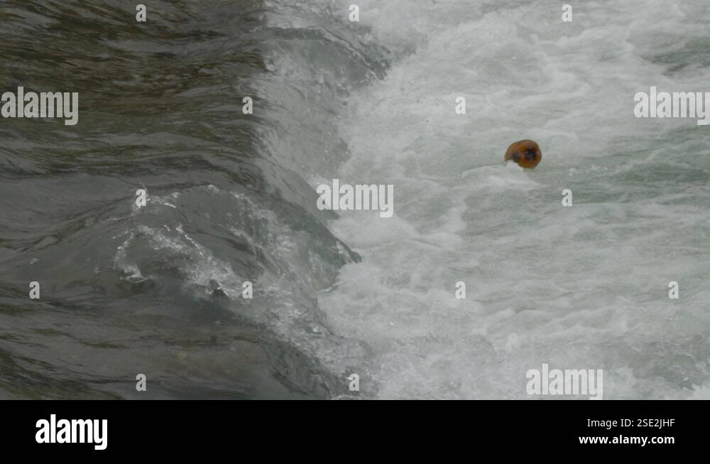 Plastic bottle bobs on foam waves on surface of water. Litter in stream ...