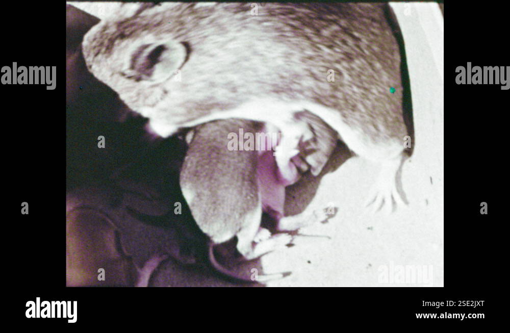 1950s: Man touches newborn mouse. Baby mice nurse from mother. Bird ...