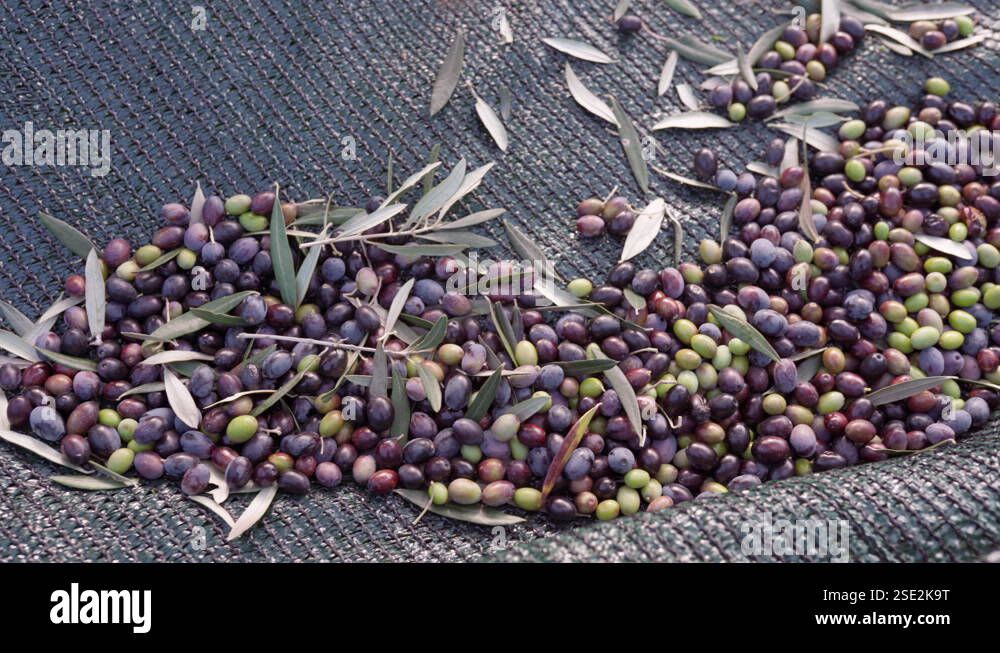 Ripe black harvested olives in harvest net under olive tree, rich ...