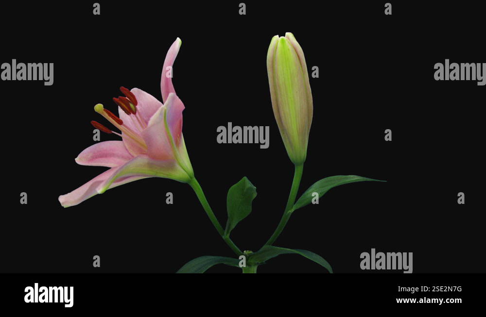 Time-lapse of opening two pink lily blossoms in RGB + ALPHA matte ...