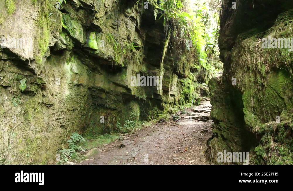 Road between two rock walls with green moss and vegetation. Walking ...