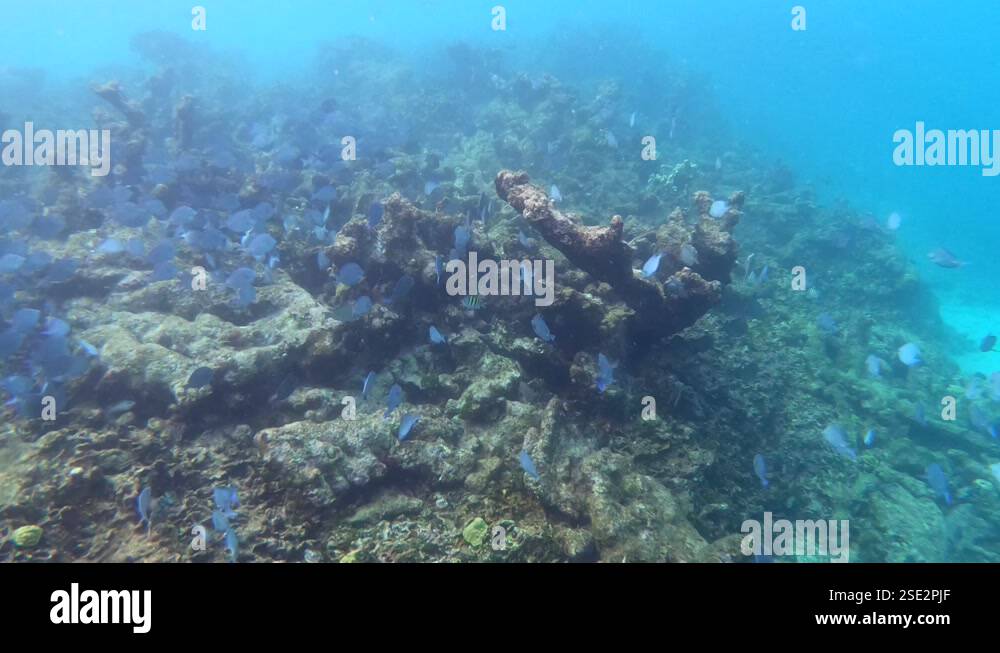 Hundreds of blue fish and a jelly fish swimming and floating above ...