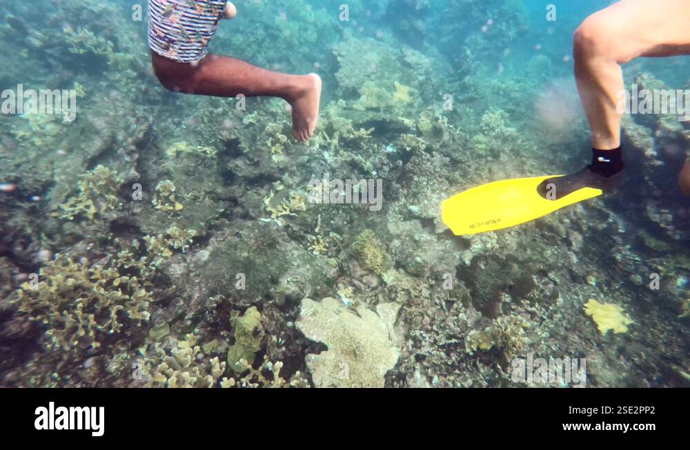 Tourists are snorkeling, swimming and floating above coral reefs of a ...