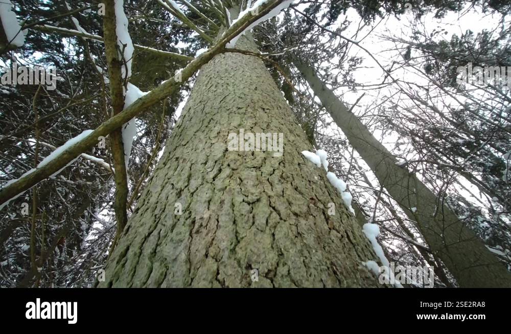 Pine Trees Blowing in the Wind With Blue Sky Background, Bottom View ...