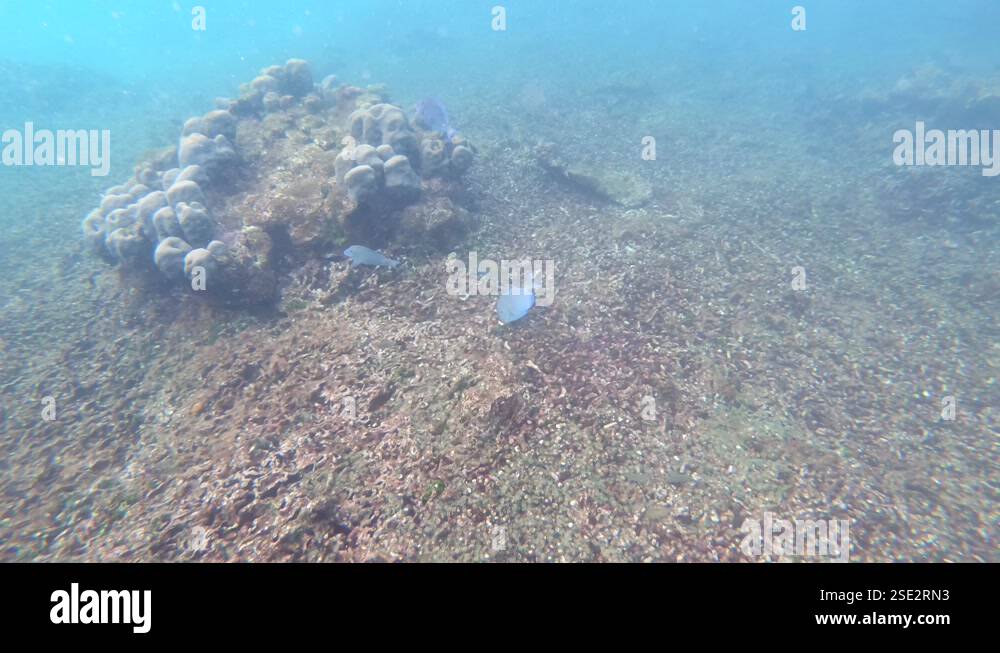 Four blue fish swim near a coral reef, algae and the bottom of a Stock ...