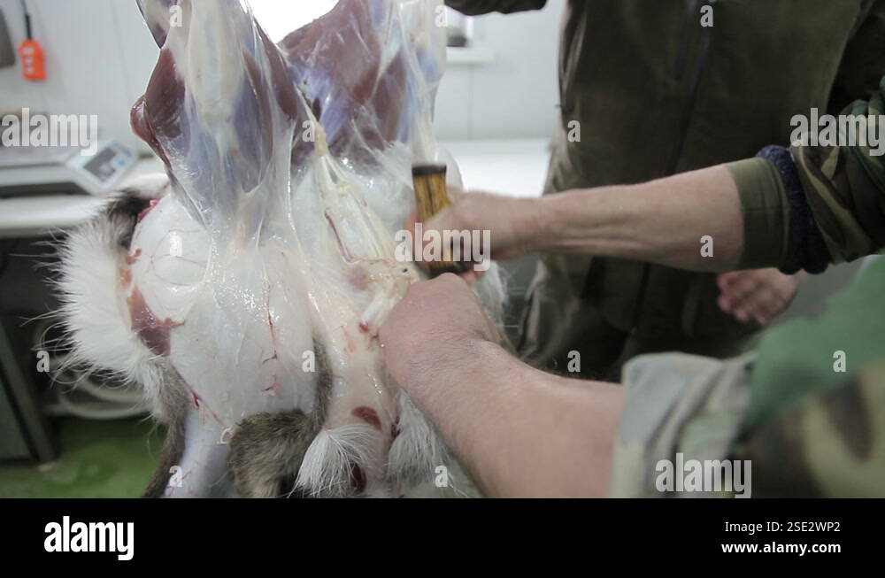 The hunter removes the skin from the doe carcass after the hunt. A male ...