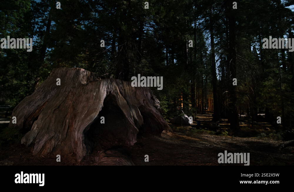 Sequoia Tree Tilt Up Moonlight Shadow 15mm Tilt Up in Sequoia and Kings ...