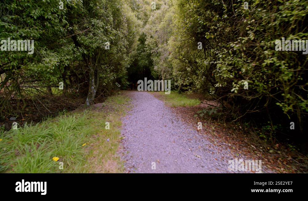 Hiker's POV walking down path towards entrance of native bush walk in ...