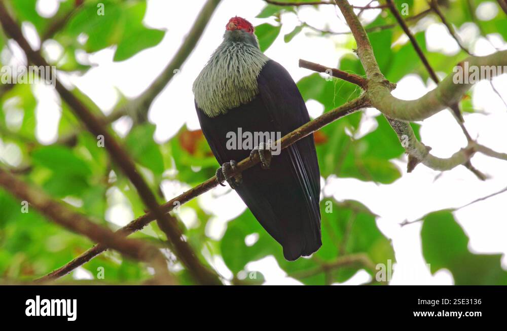 Seychelles Blue Pigeon dove on a branch in the forest Stock Video ...