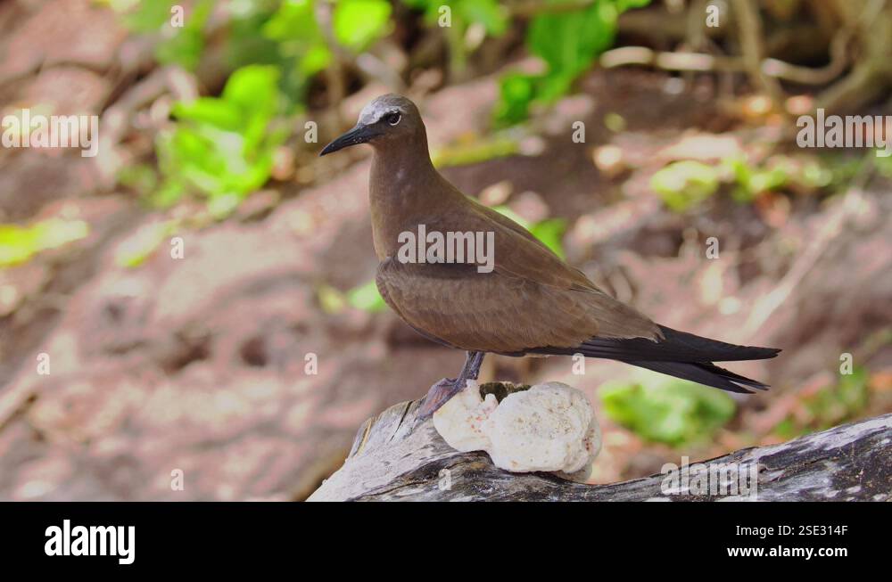 Brown Noddy or Common Noddy (Anous stolidus) Warming up on the beach ...