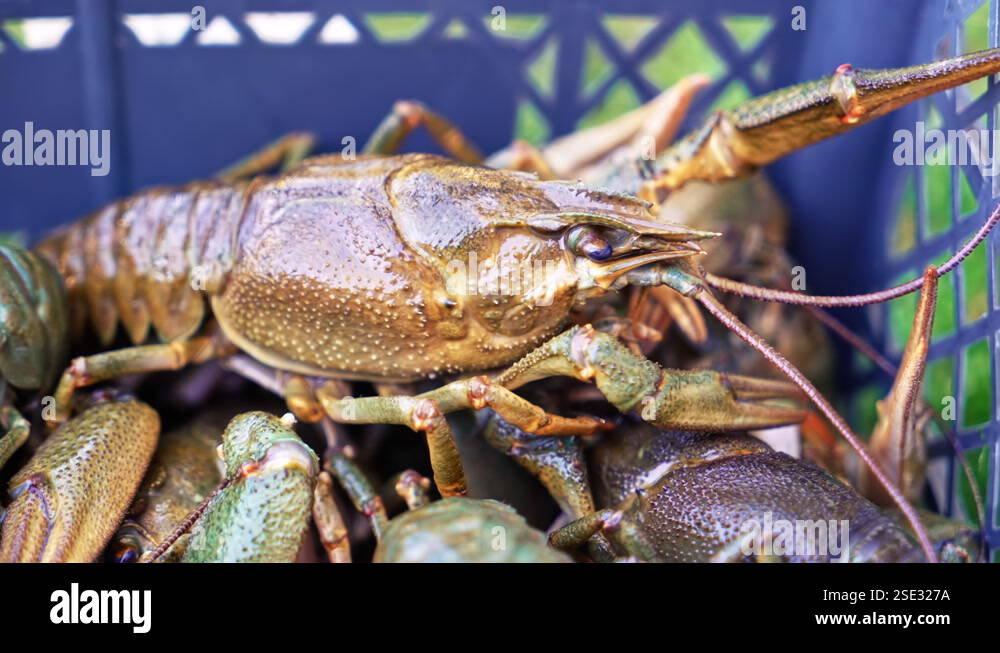 Alive crayfish in box on the grass. Moving fresh small lobster Stock ...