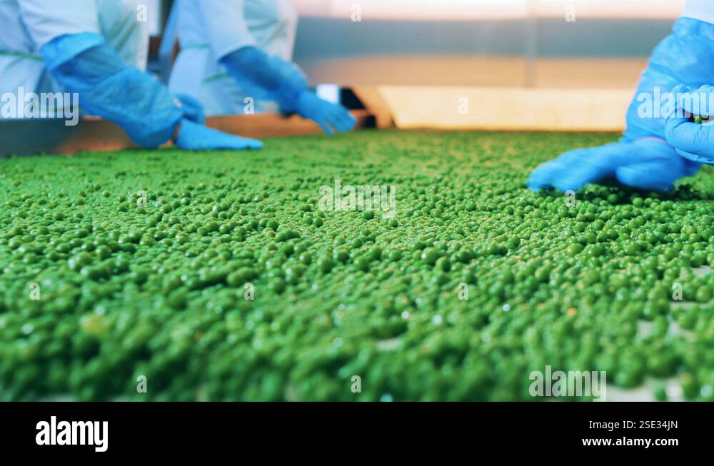 Hands of factory employees while sorting green peas Stock Video Footage ...