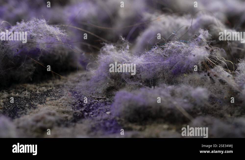 organic and mineral particles and human hair in heap of domestic dust ...