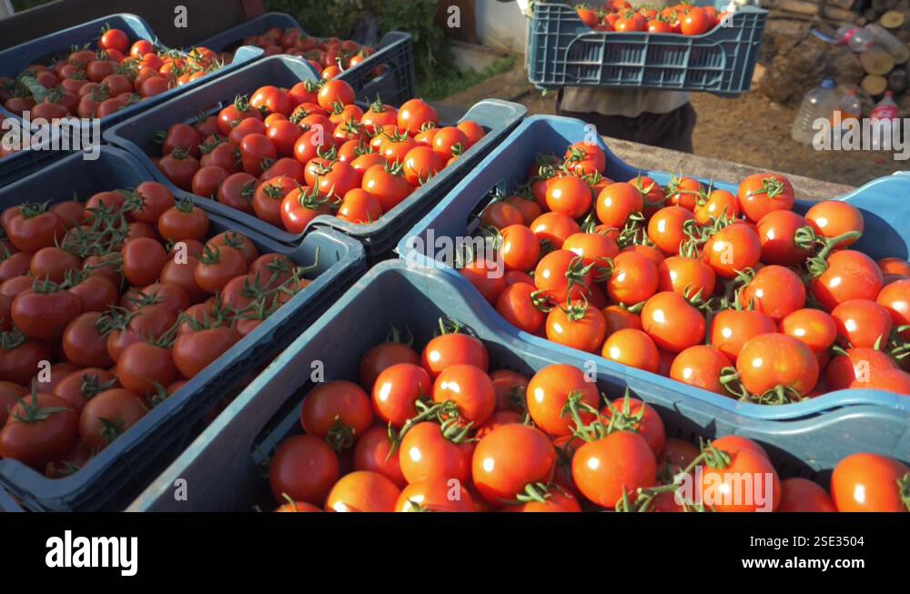 Commercial tomato Stock Videos & Footage - HD and 4K Video Clips - Alamy