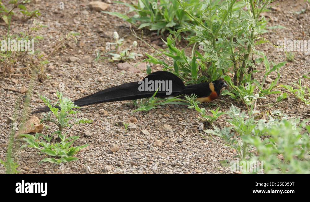 Male long-tailed paradise whydah has a huge conspicuous tail in ...