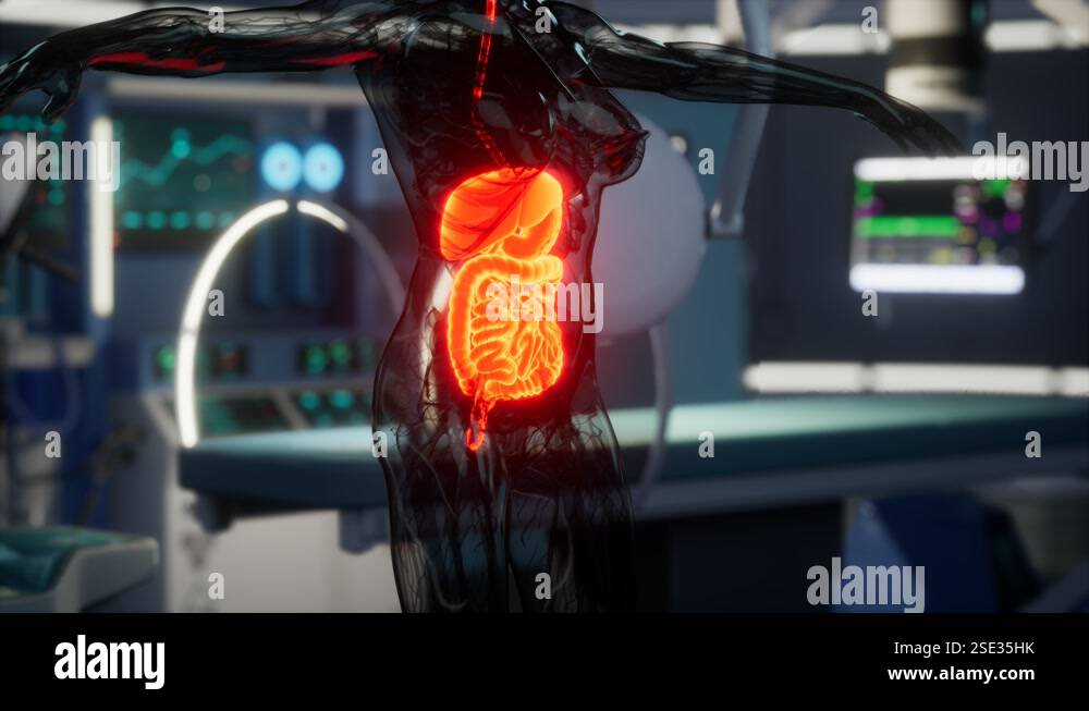 human digestive system anatomy exam in laboratory Stock Video Footage ...