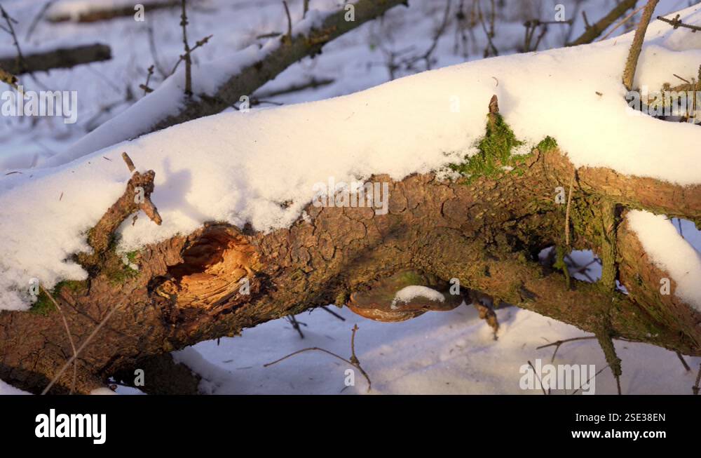Fallen Trunk Of An Old Tree Covered With Thick Snow On Winter Forest ...