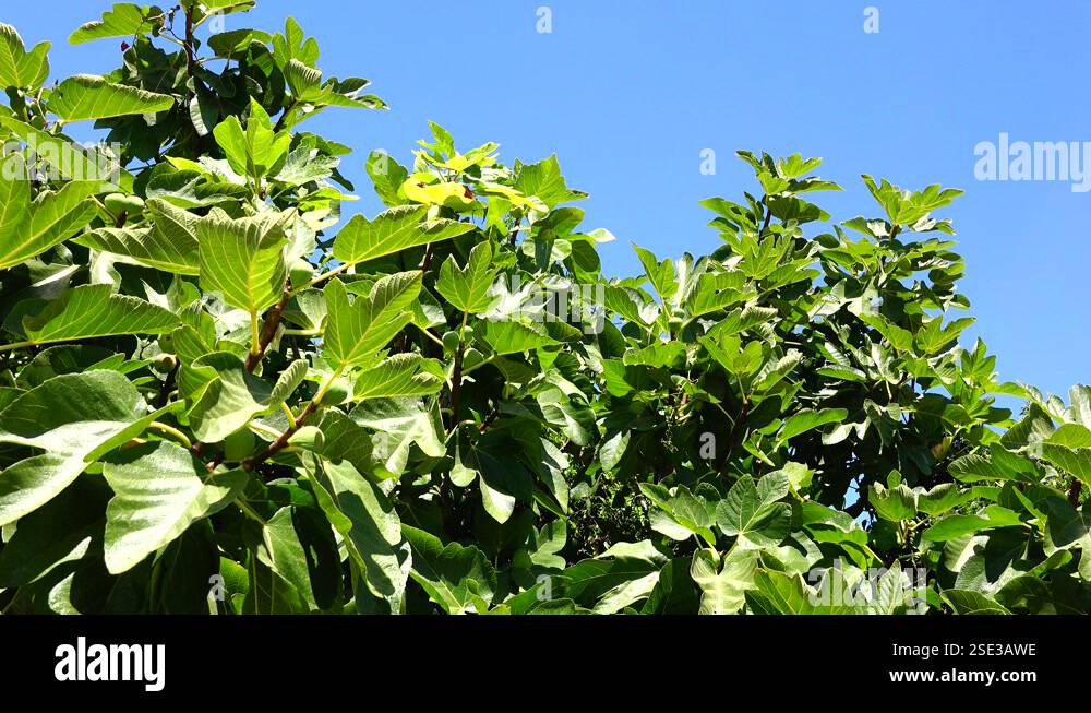 Fig Tree in the Algarve, south of Portugal Stock Video Footage - Alamy