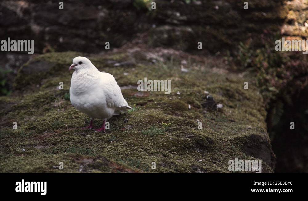 Pure white pigeon Stock Videos & Footage - HD and 4K Video Clips - Alamy