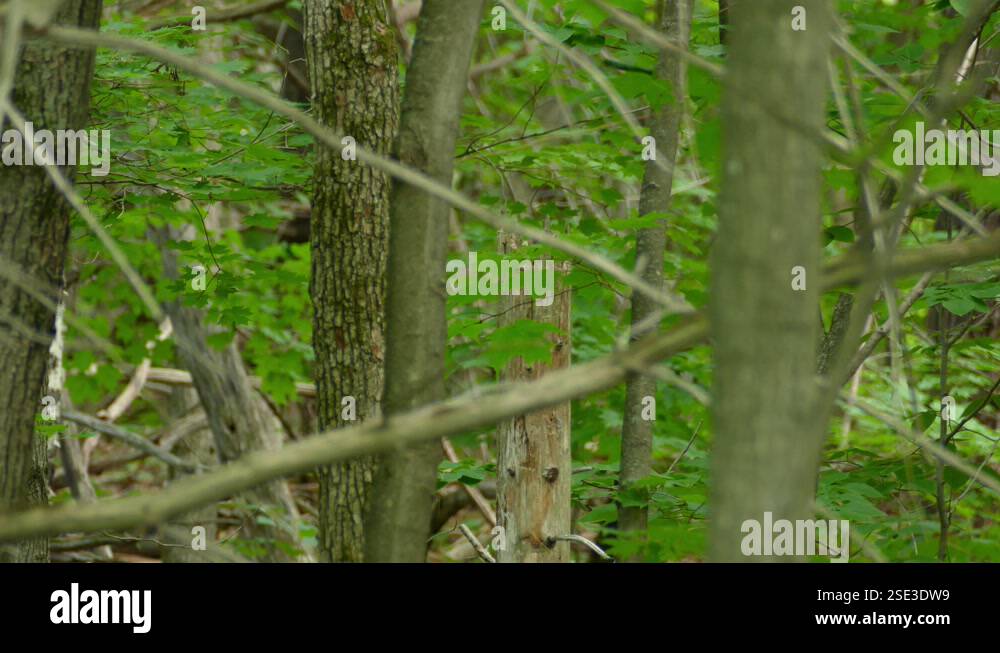 cooper's hawks bird sitting on a log taking flight. sharp shinned hawk ...