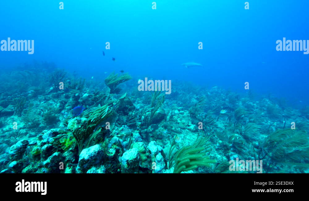 Slow Motion: Fish swimming over coral reef in blue ocean-Belize City ...