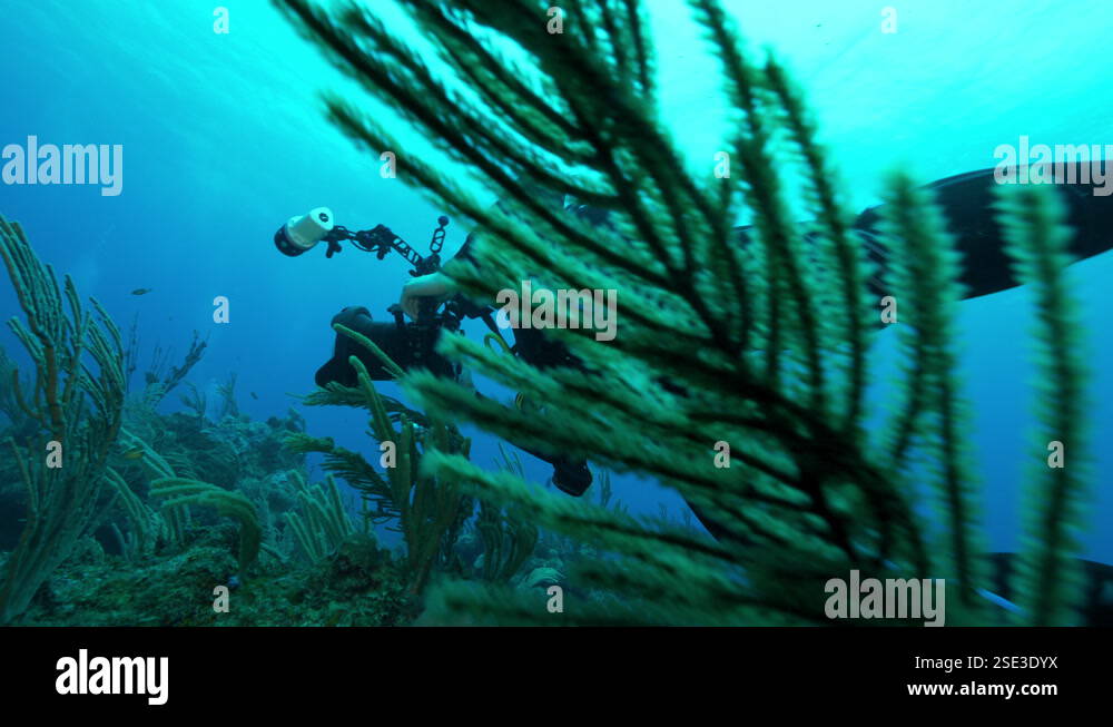 Slow Motion: Man scuba diving with camera over coral reef in sea-Belize ...