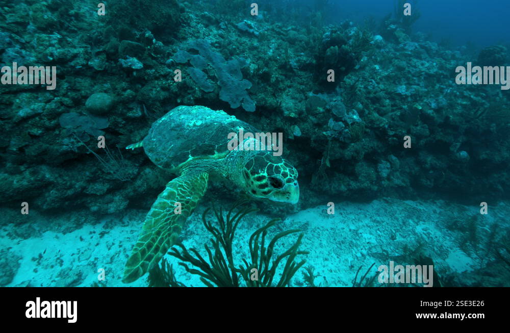 Belize sea turtle Stock Videos & Footage - HD and 4K Video Clips - Alamy