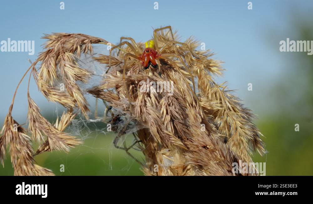 European venomous yellow sac spider Cheiracanthium punctorium males ...