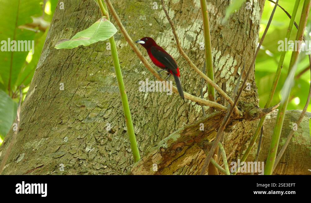 Bright red and black exotic bird, on a tree branch, in a Panama ...