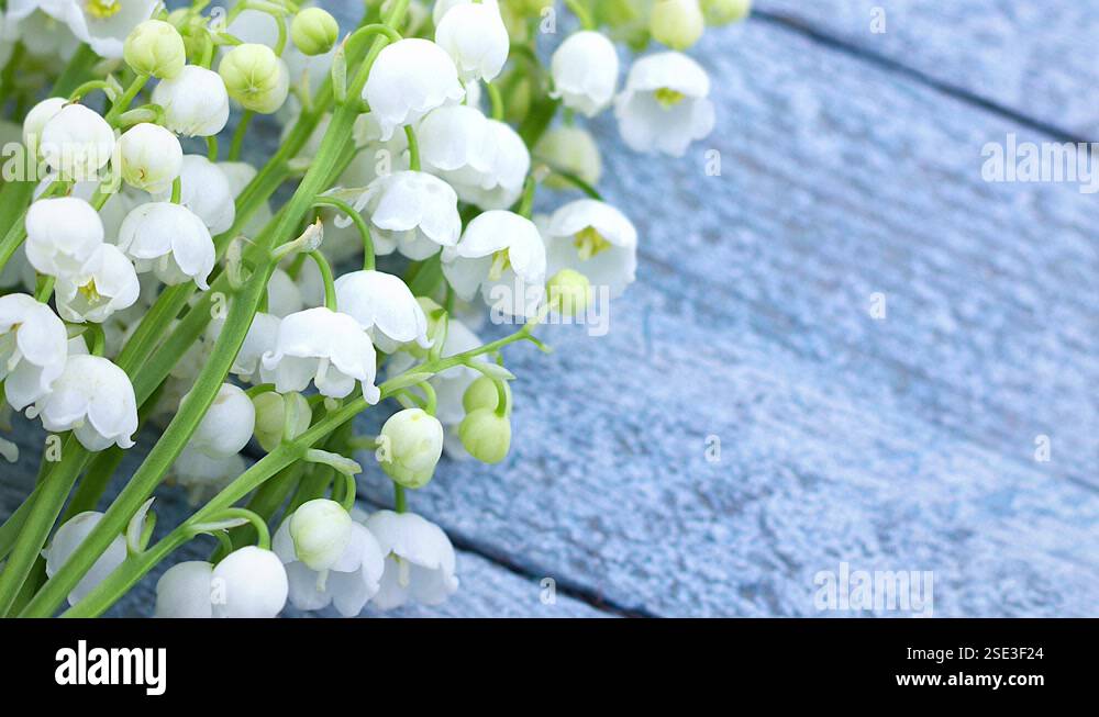 small fragile fragrant white spring flowers of lily of the valley as a ...