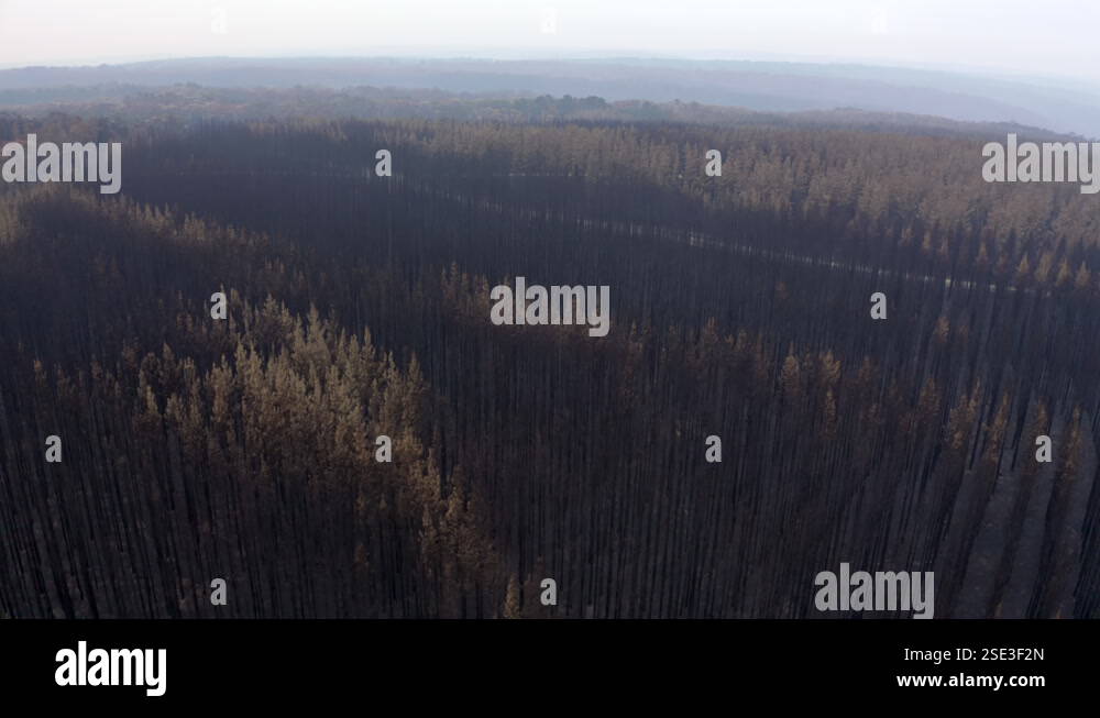 Aerial Pan Right to Left: Burned Trees by Bush fire Still Standing ...