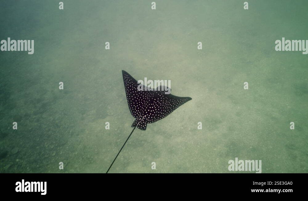 Beautiful Black Ray With White Spots Swims Along Sea Floor in Murky ...