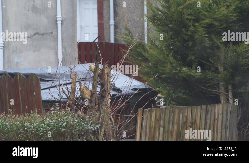 Close-up of strong winds hitting trees, a fence and the roof of a shed ...